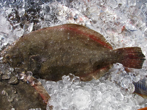 Fresh Flounder – Tidewater Virginia
