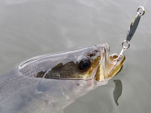 Freshwater Fish Species – Tidewater Virginia